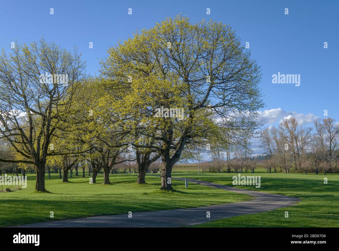 Public park landscape and new Spring blooms Oregon state Stock Photo ...