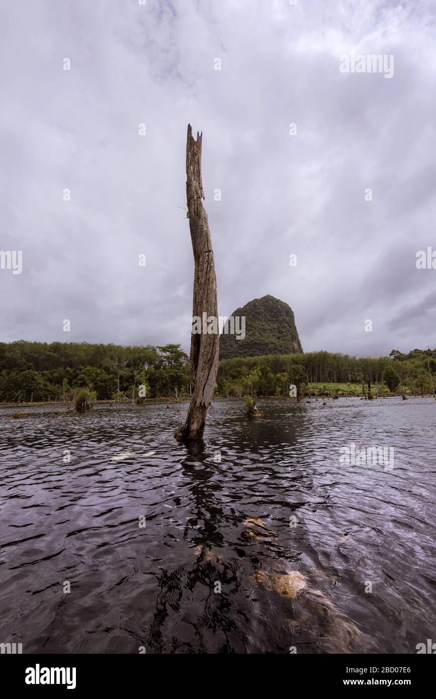 View of the bush in wetlands and reflection in the water Stock Photo ...
