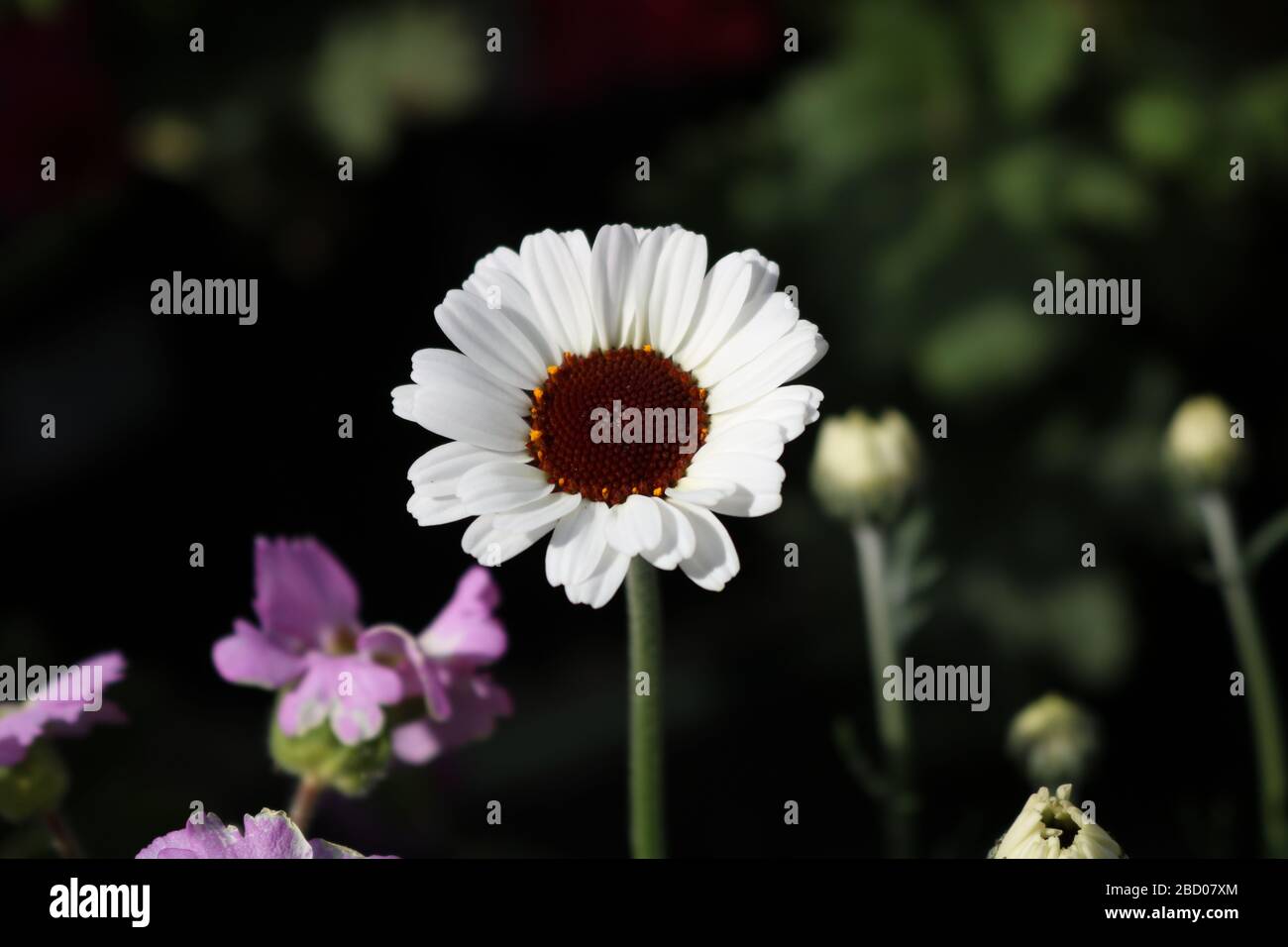 Flora in bloom hi-res stock photography and images - Alamy