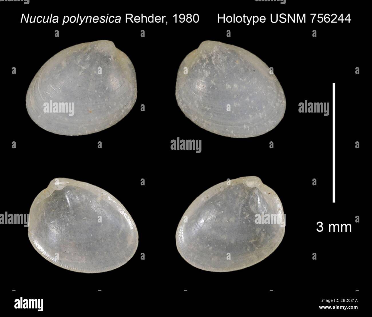 Nucula polynesica. 23 Apr 2019E-27A1 Stock Photo - Alamy