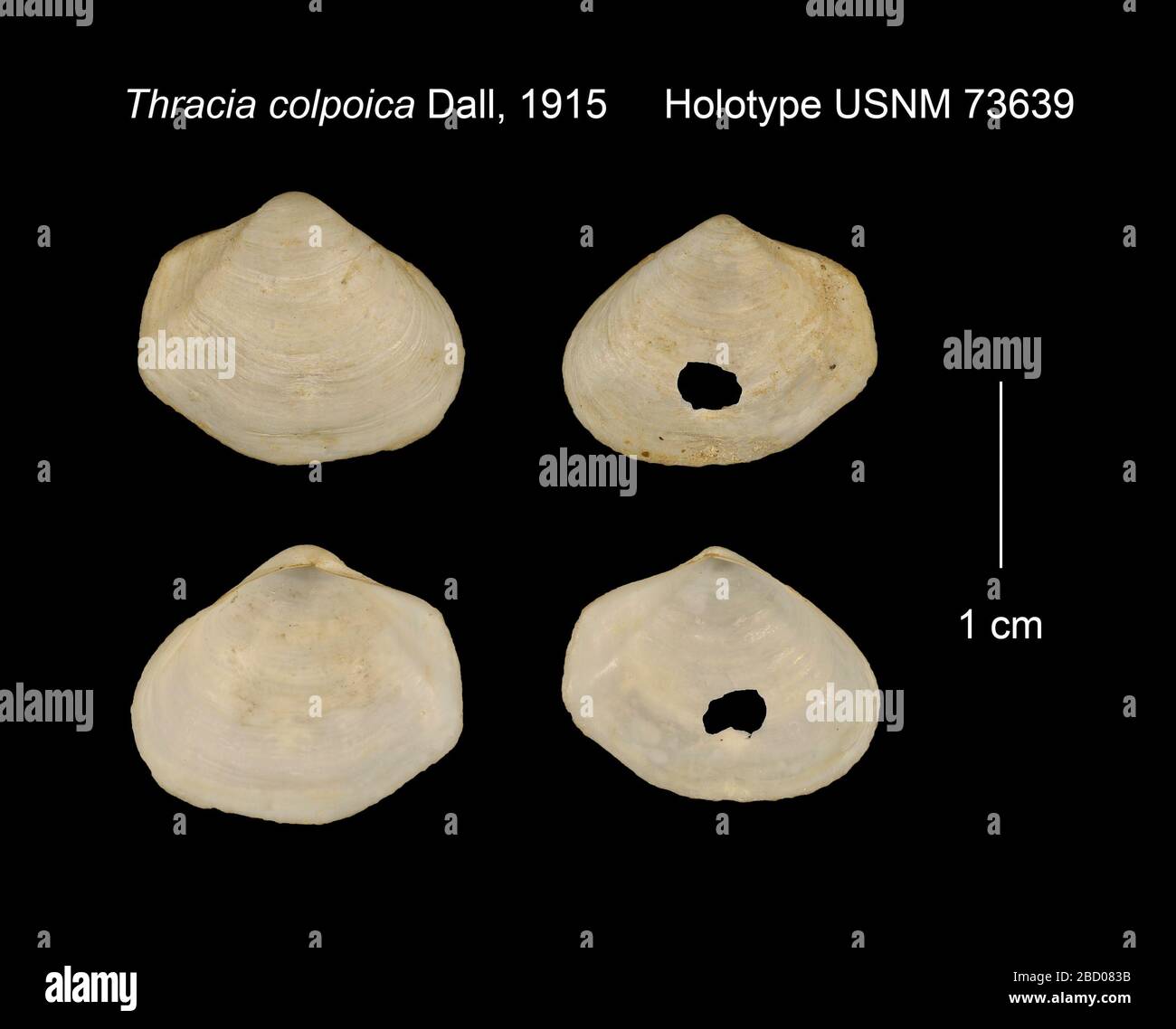 Thracia hi-res stock photography and images - Alamy