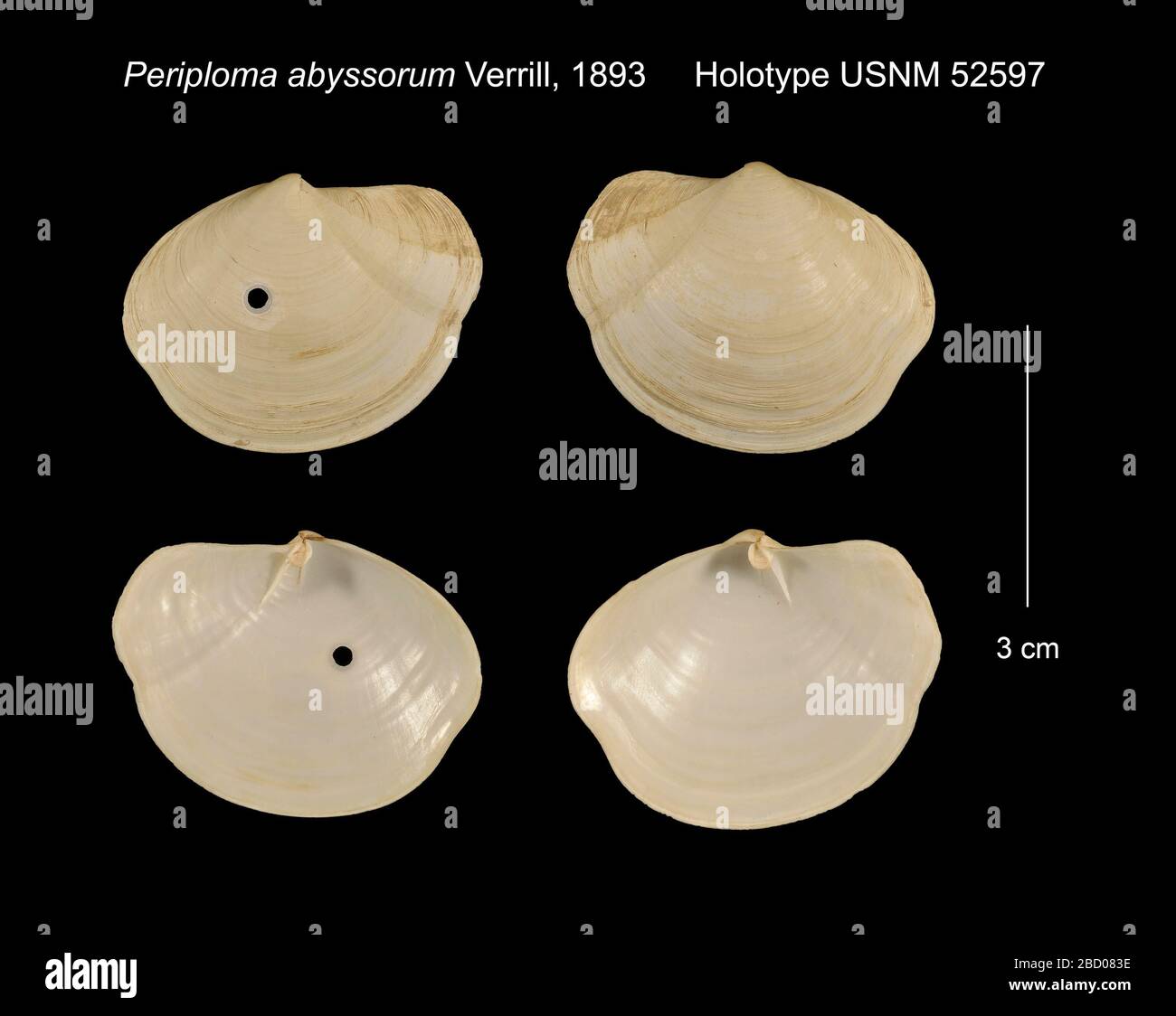 Abyssorum hi-res stock photography and images - Alamy
