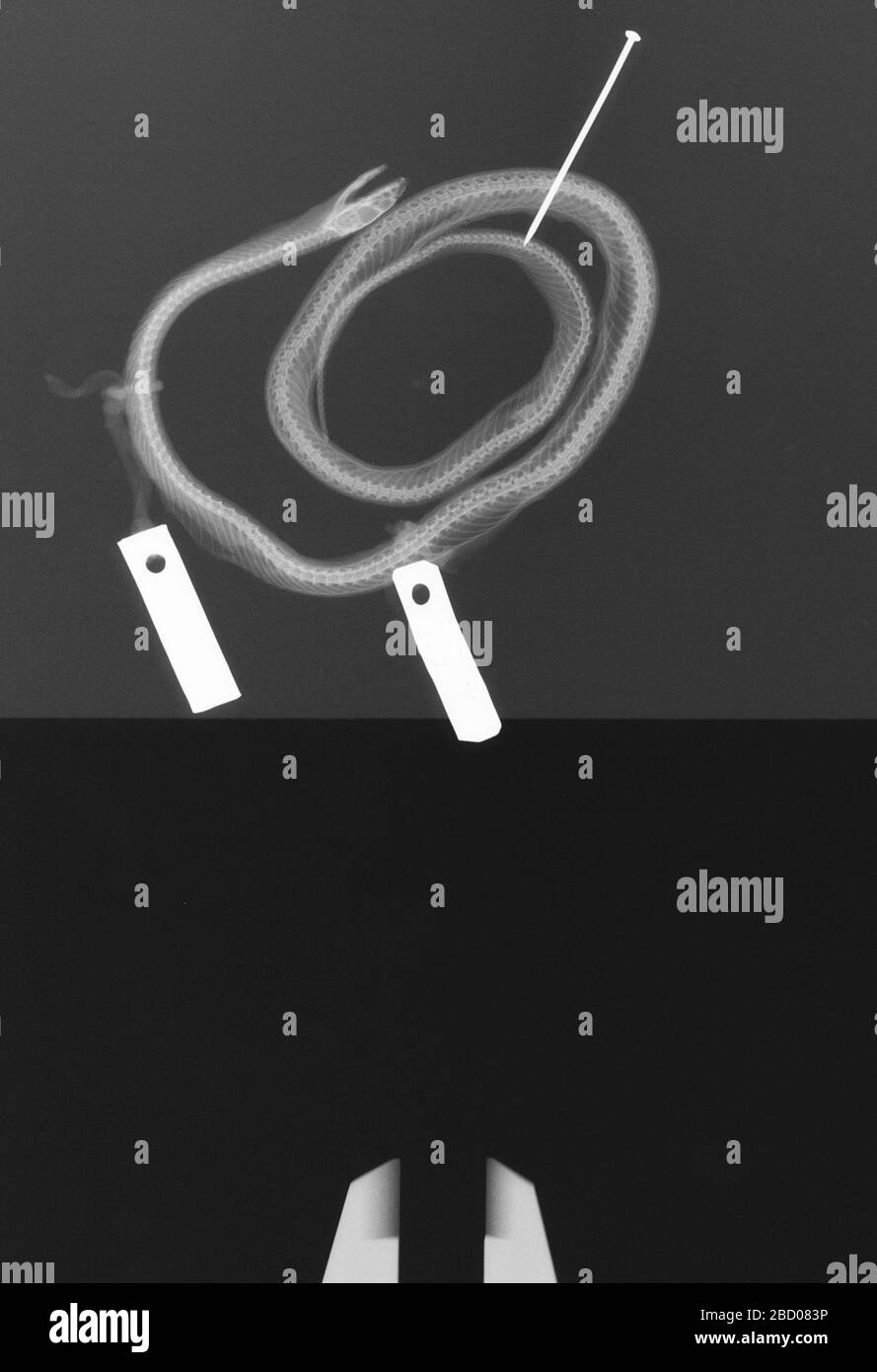 Non venomous animal Black and White Stock Photos & Images - Alamy