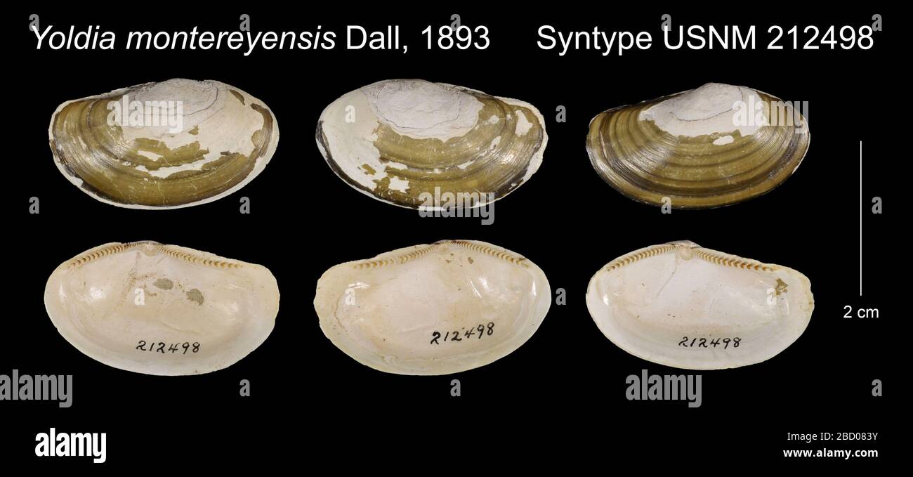 Montereyensis hi-res stock photography and images - Alamy