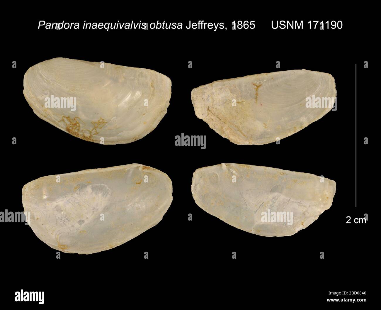 Pandora obtusa hi-res stock photography and images - Alamy