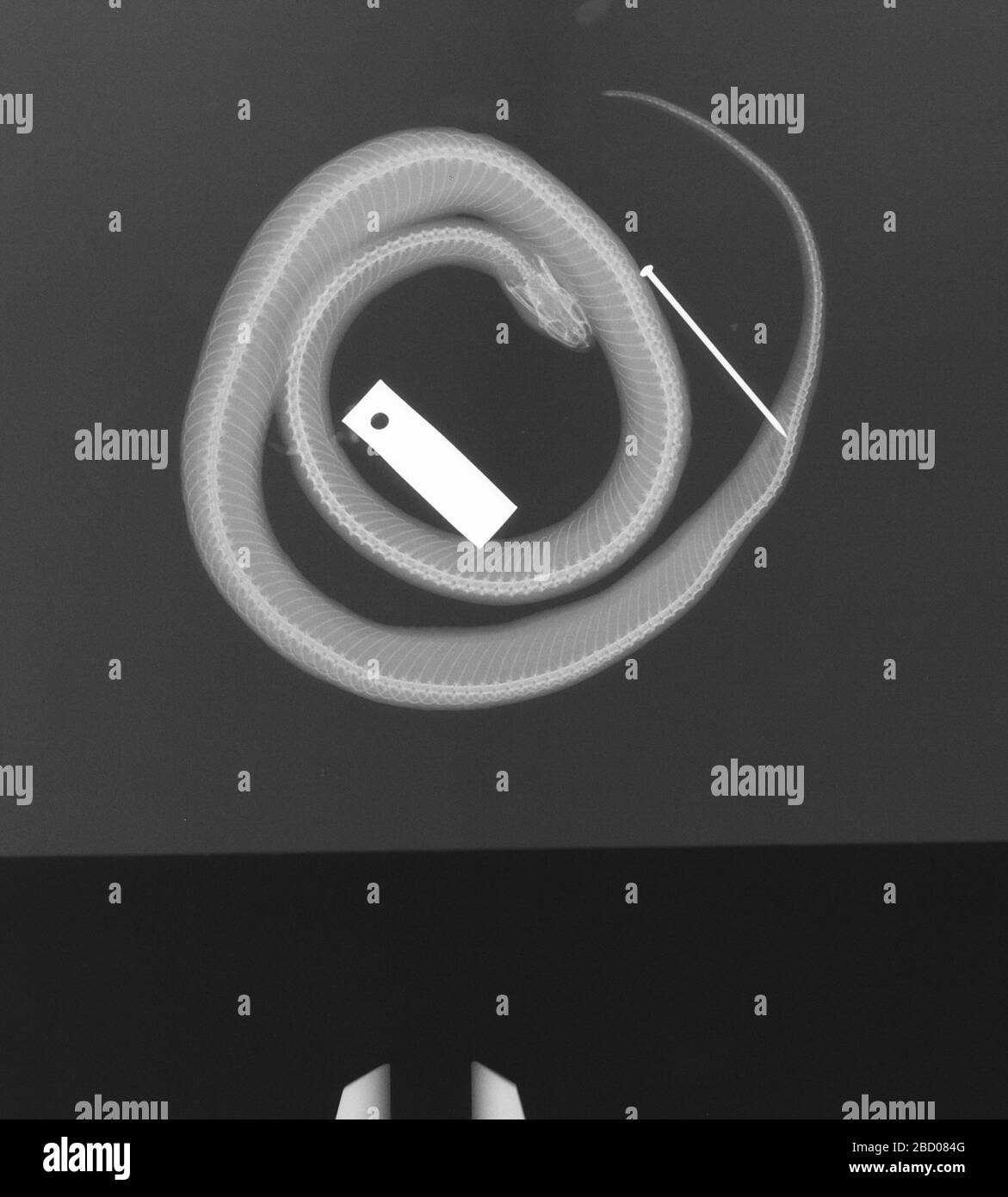 Desert flora diversity Black and White Stock Photos & Images - Alamy