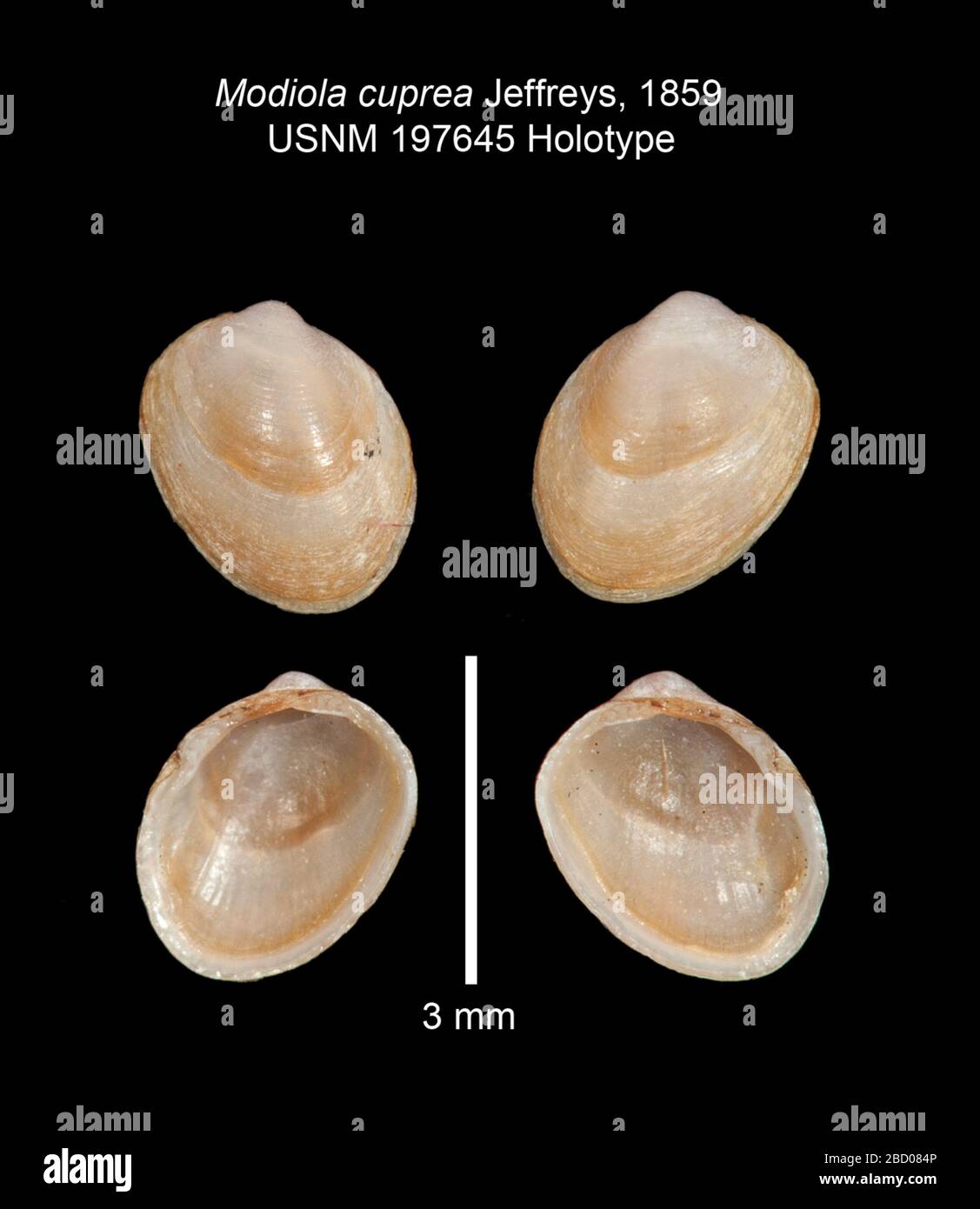 Modiola hi-res stock photography and images - Alamy