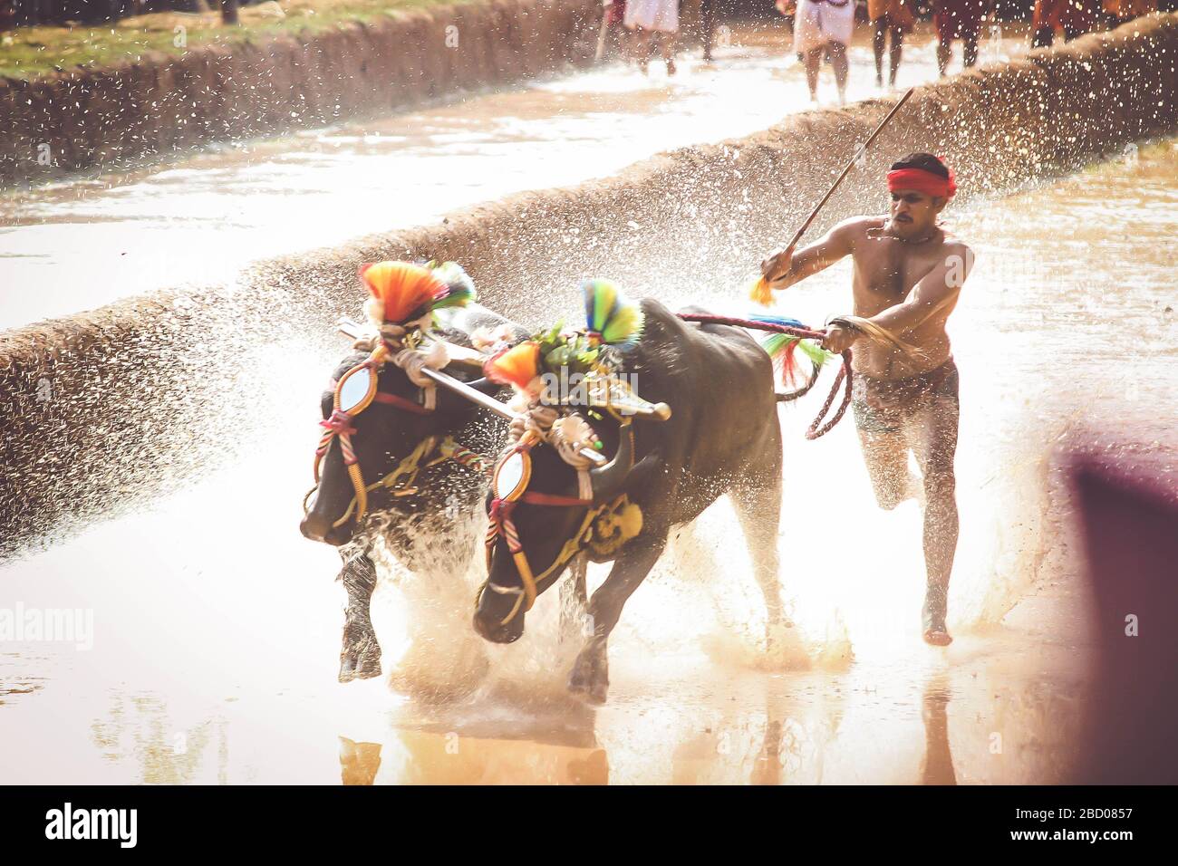 Kambala hi-res stock photography and images - Alamy