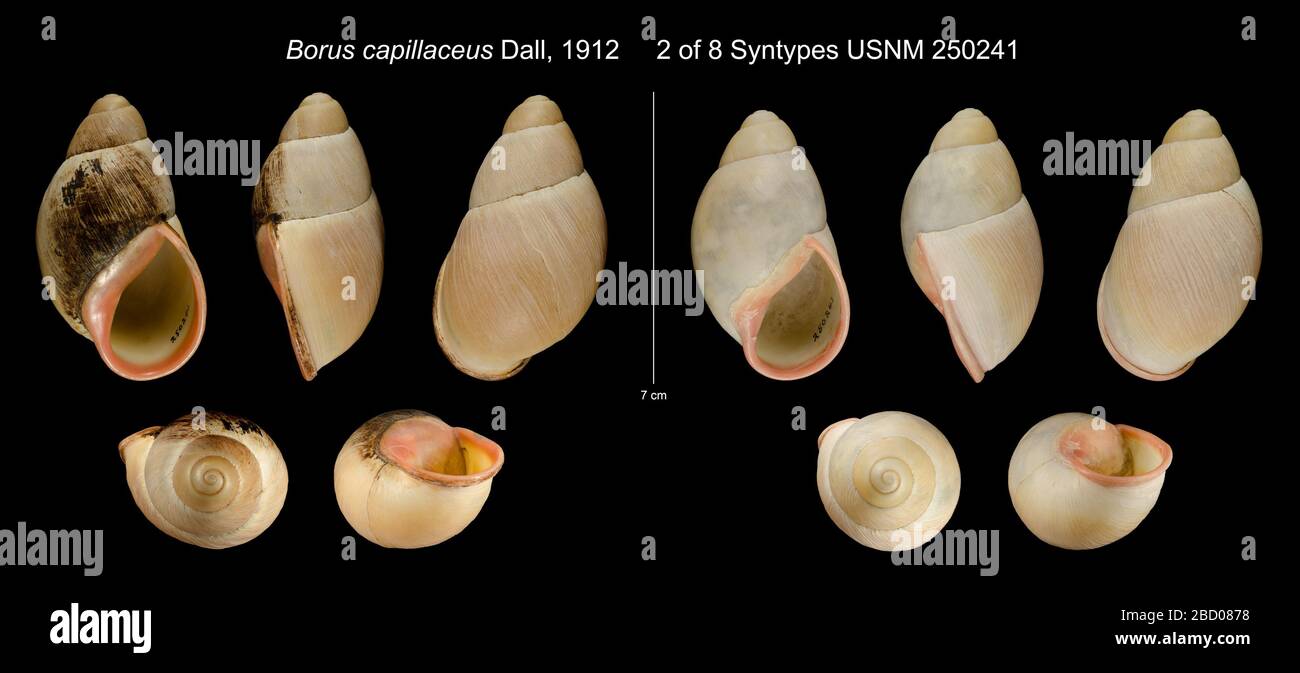 Borus hi-res stock photography and images - Alamy