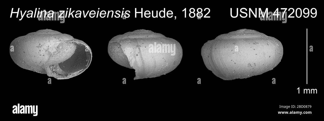 Ariophantidae. 20 Jan 20161 Ariophantidae Stock Photo - Alamy