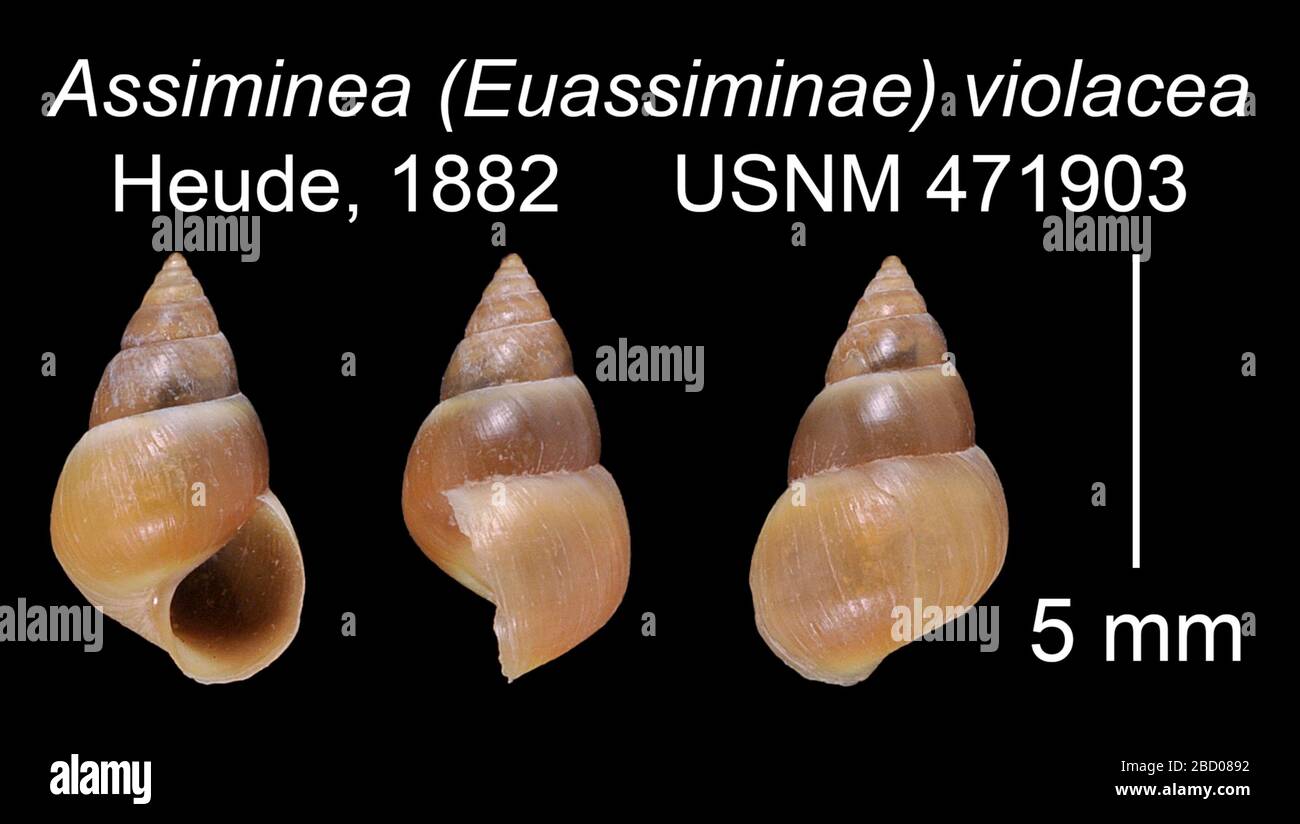 Assiminea violacea. Mouth of Yangtae River; Ex Mus Hende; Chamberlain ...