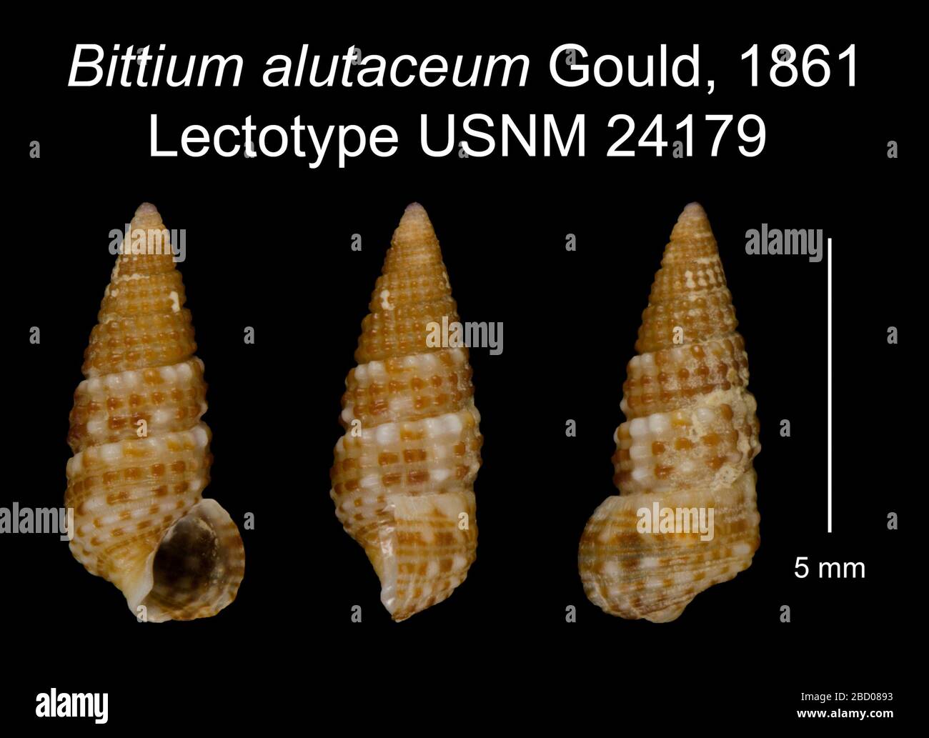 Bittium hi-res stock photography and images - Alamy