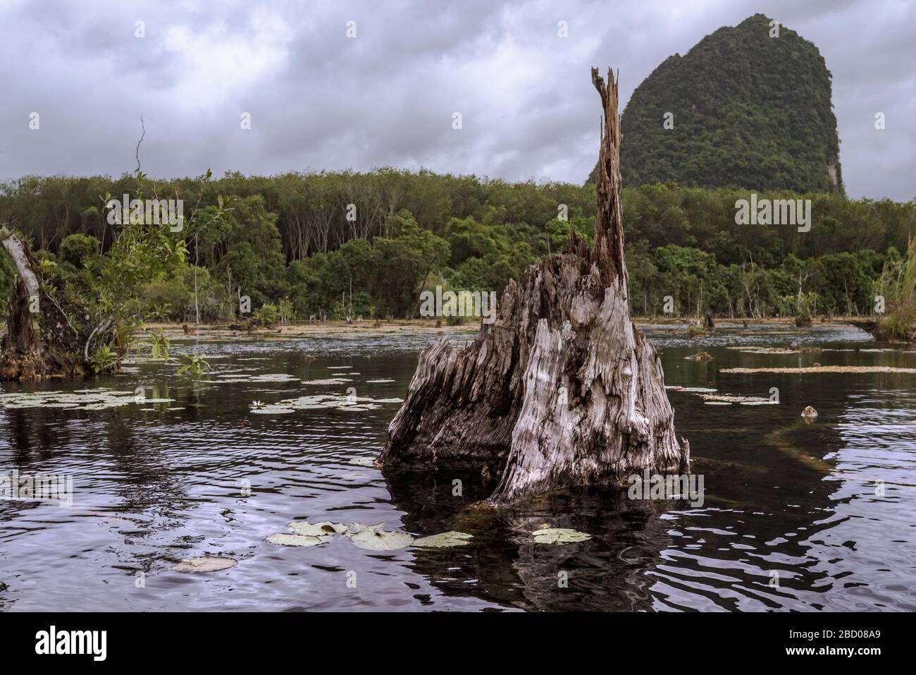 View of the bush in wetlands and reflection in the water Stock Photo ...
