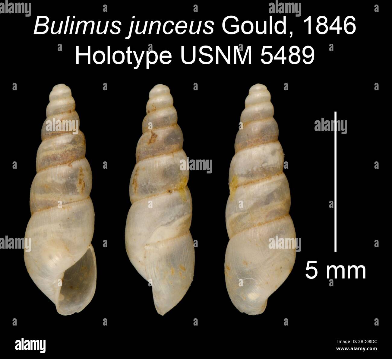 Bulimus hi-res stock photography and images - Alamy