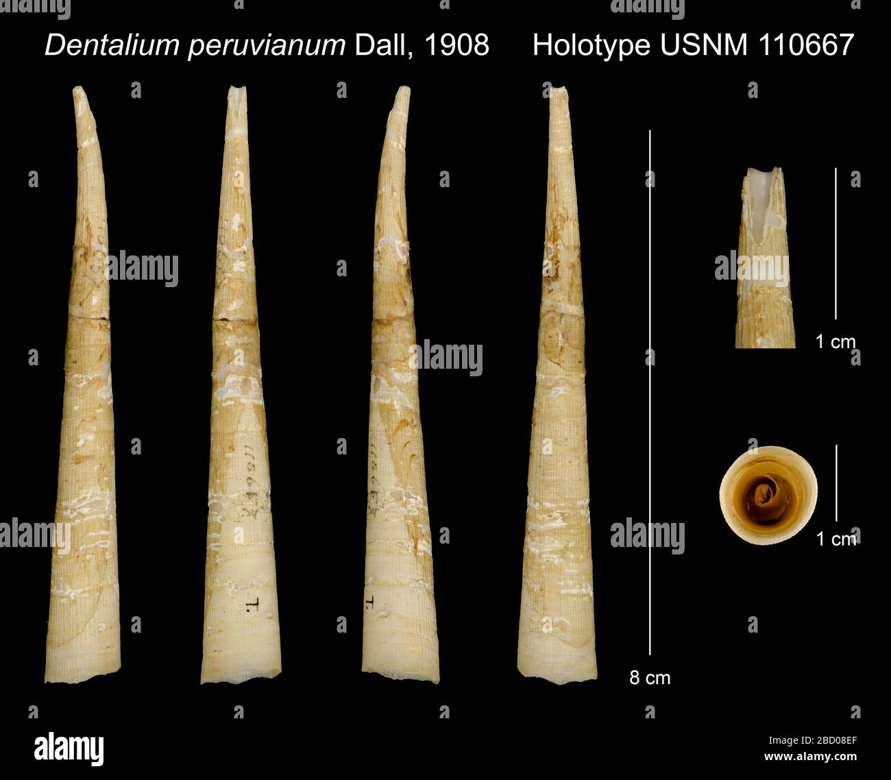 Dentalium High Resolution Stock Photography and Images - Alamy