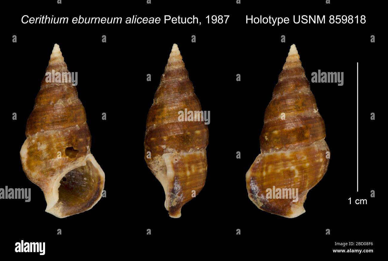Cerithium eburneum aliceae. 20 Jan 20161 Cerithium eburneum aliceae Stock Photo - Alamy