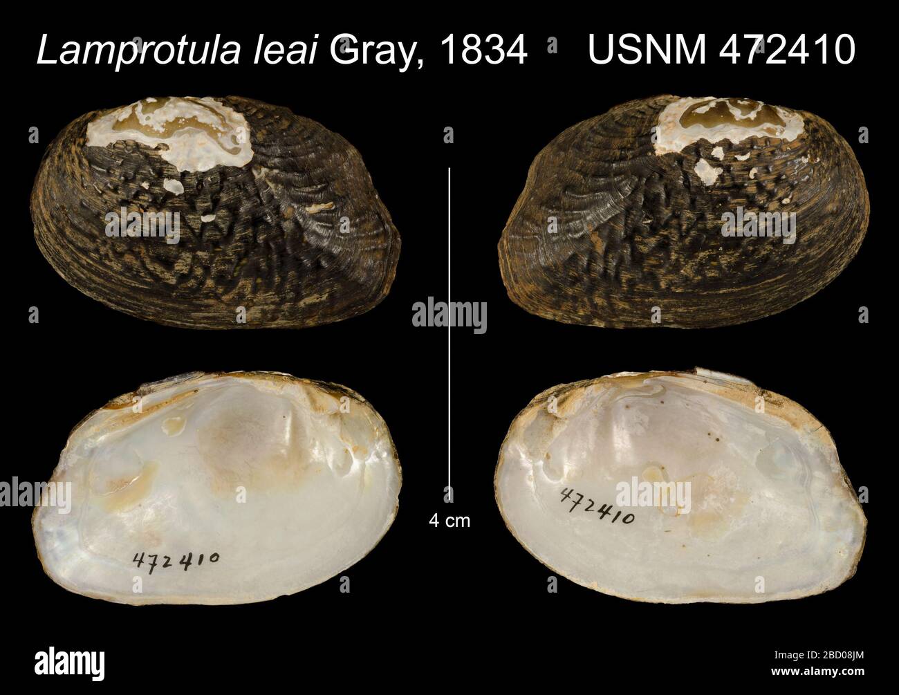 Lamprotula leai. 20 Jan 20162 Lamprotula leai Stock Photo - Alamy