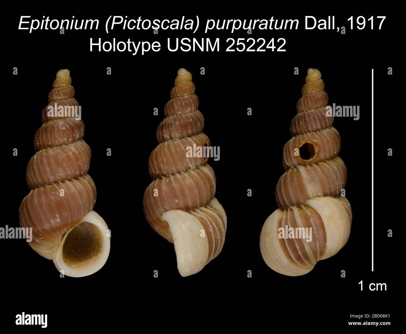 Epitonium Pictoscala purpuratum. 20 Jan 20161 Epitonium Pictoscala ...