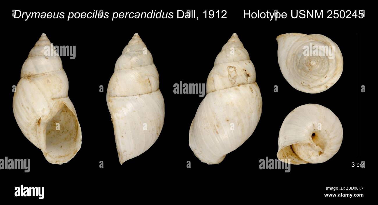 Drymaeus poecilus percandidus. 20 Jan 20161 Drymaeus poecilus ...
