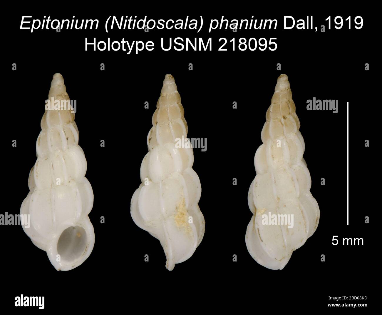 Epitonium Nitidoscala phanium. 20 Jan 20161 Epitonium Nitidoscala ...