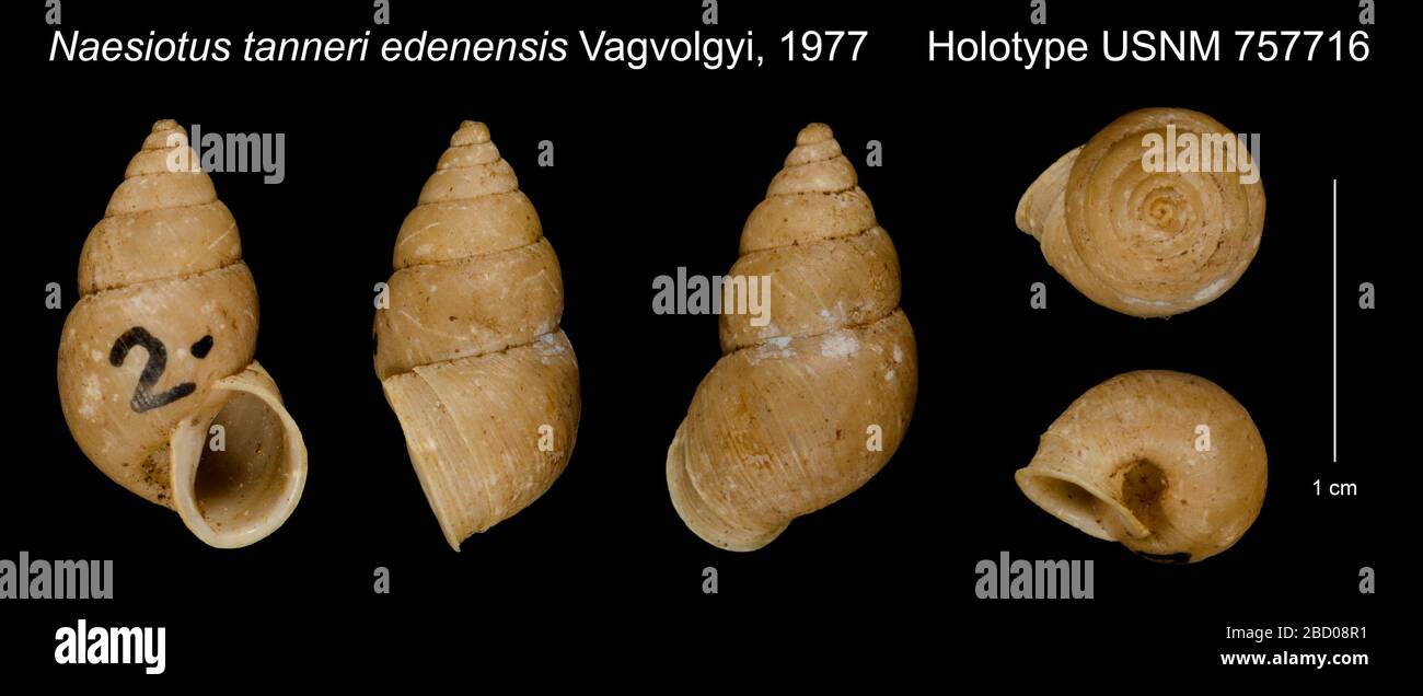 Tanneri hi-res stock photography and images - Alamy