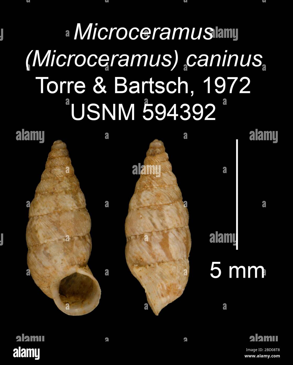Microceramus Microceramus caninus. 20 Jan 20161 Microceramus ...
