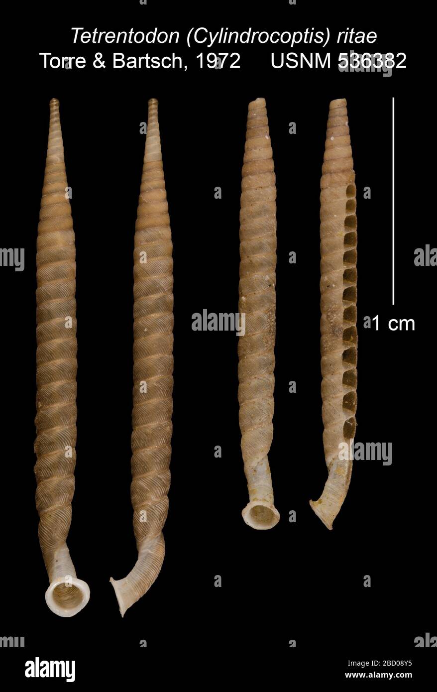 Ritae hi-res stock photography and images - Alamy