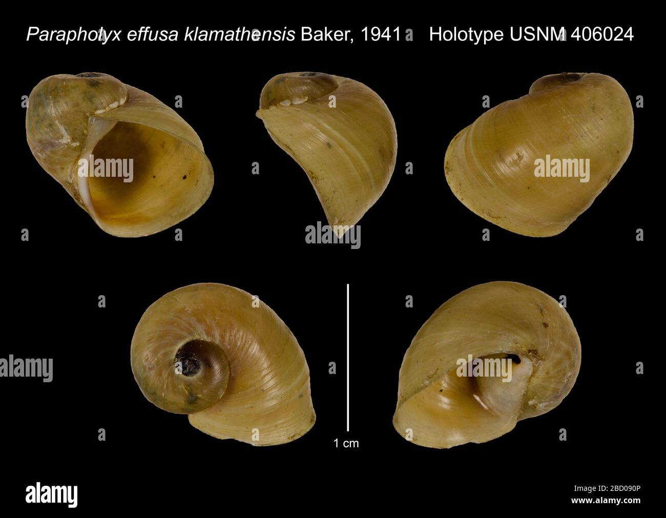 Klamathensis hi-res stock photography and images - Alamy