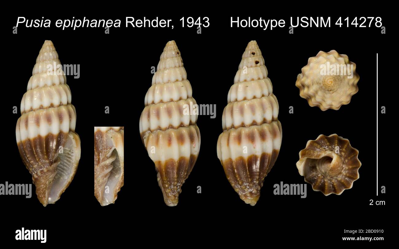 Pusia epiphanea. 20 Jan 20161 Pusia epiphanea Stock Photo - Alamy