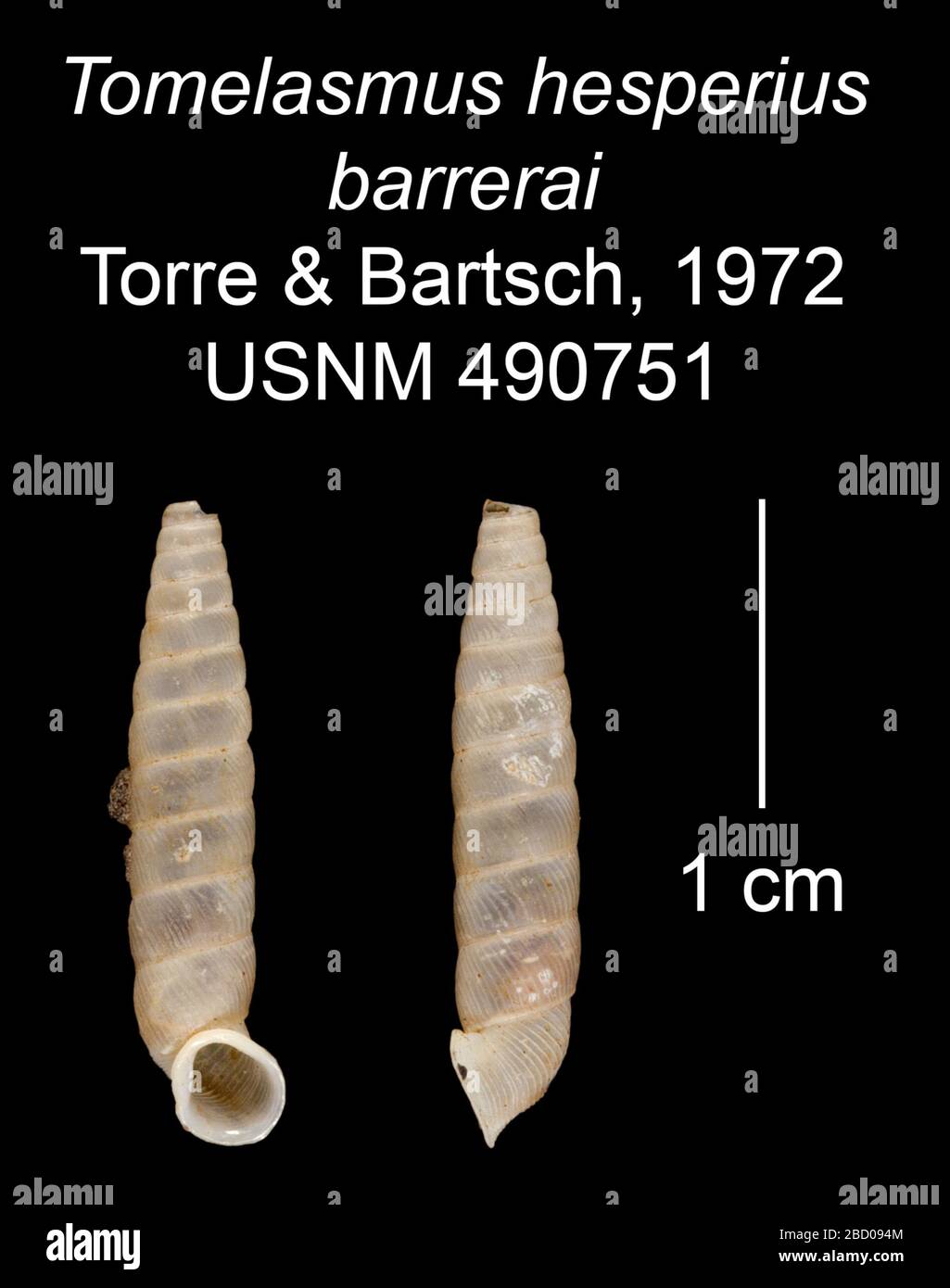 Hesperius High Resolution Stock Photography and Images - Alamy