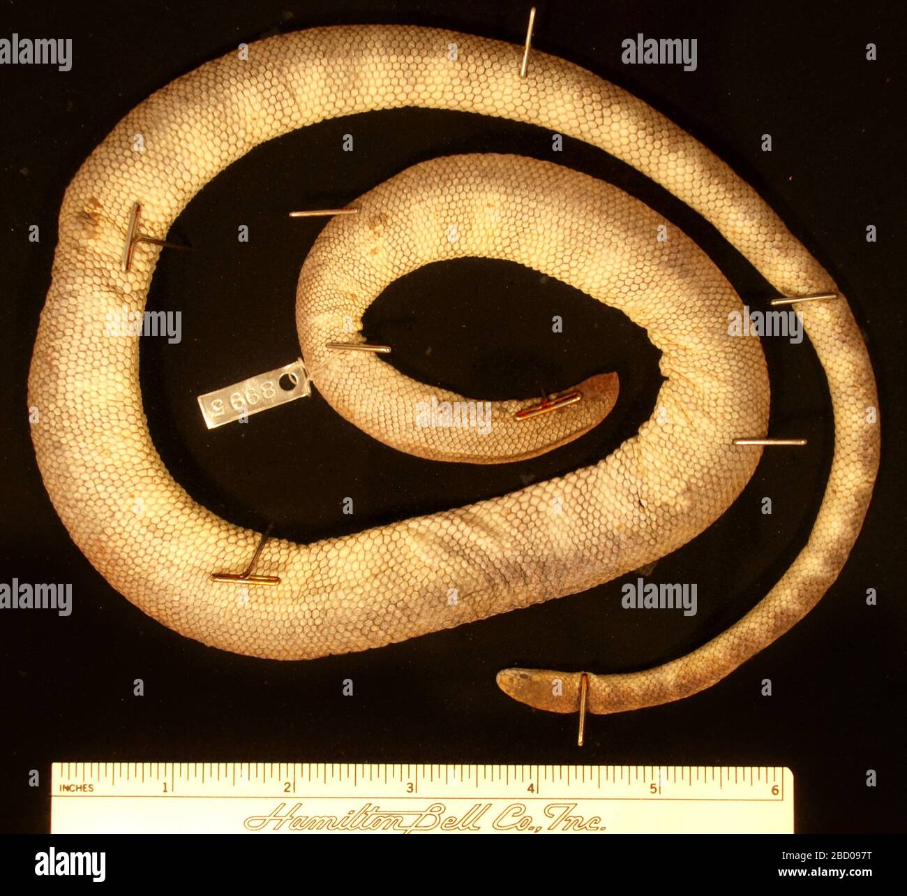 Hydrophis gracilis hi-res stock photography and images - Alamy