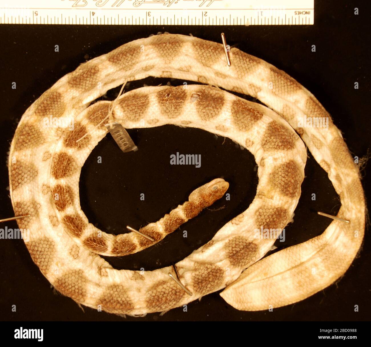 Hydrophis atriceps. 2 Oct 20181 Hydrophis atriceps Stock Photo - Alamy