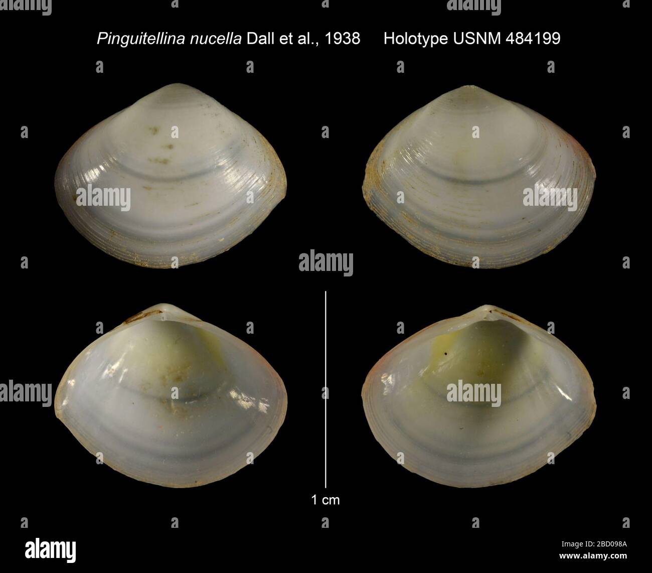 Nucella hi-res stock photography and images - Alamy