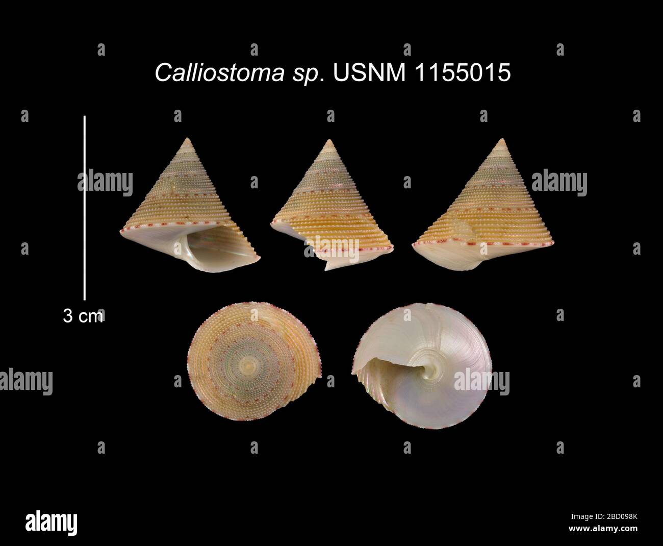 Calliostoma sp hi-res stock photography and images - Alamy