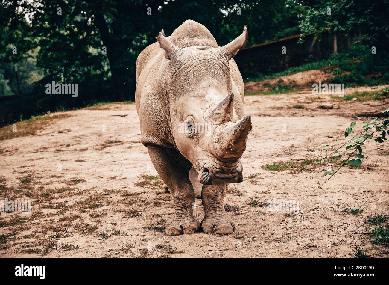 Big rino standing in nature. Close up portrait Stock Photo - Alamy