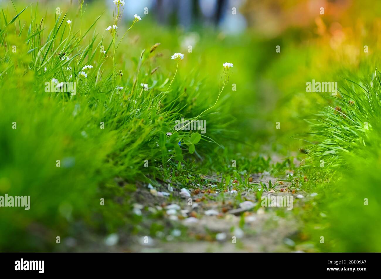Spring green grass in garden Stock Photo - Alamy