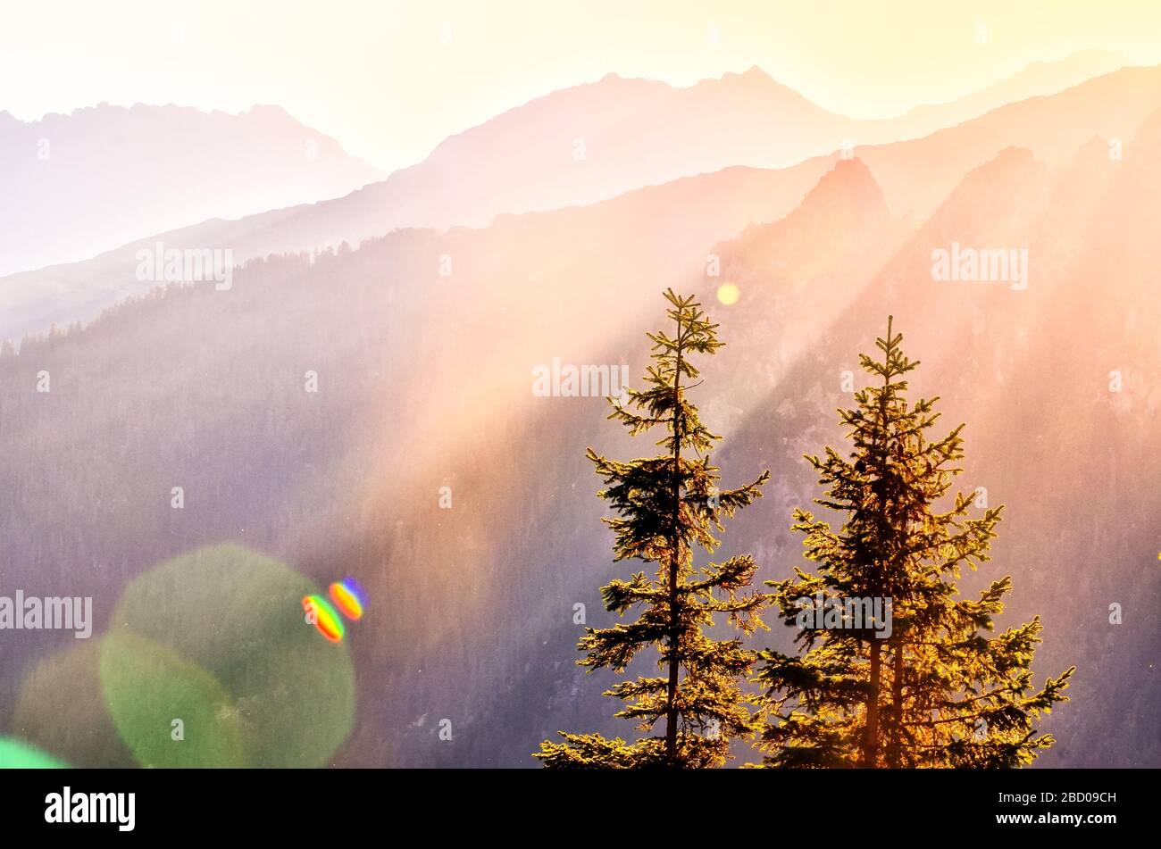 Sun rays of sunset over the mountains - two evergreen trees in ...