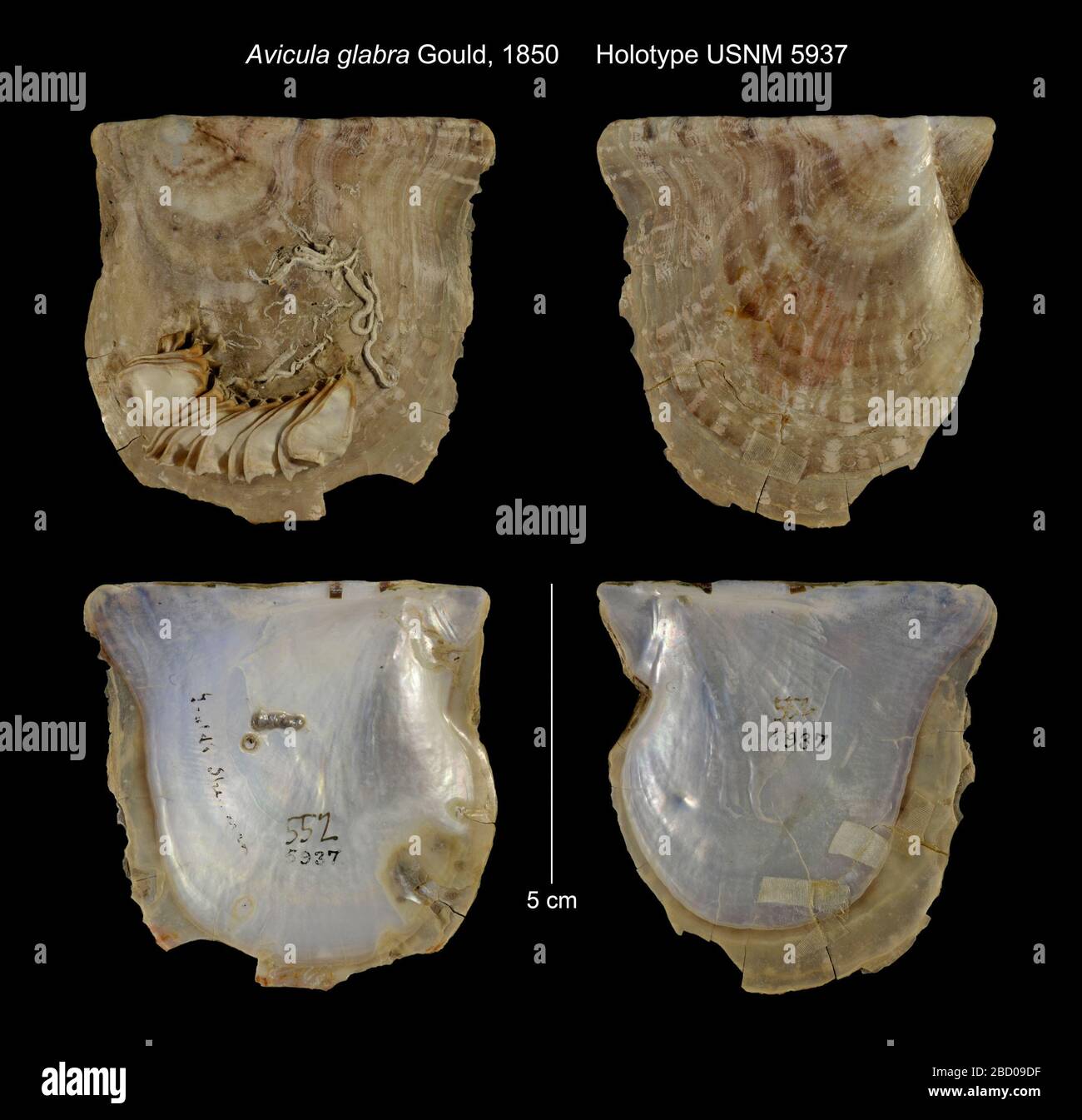 Avicula hi-res stock photography and images - Alamy
