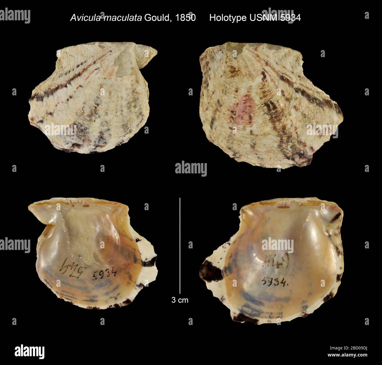 Avicula hi-res stock photography and images - Alamy