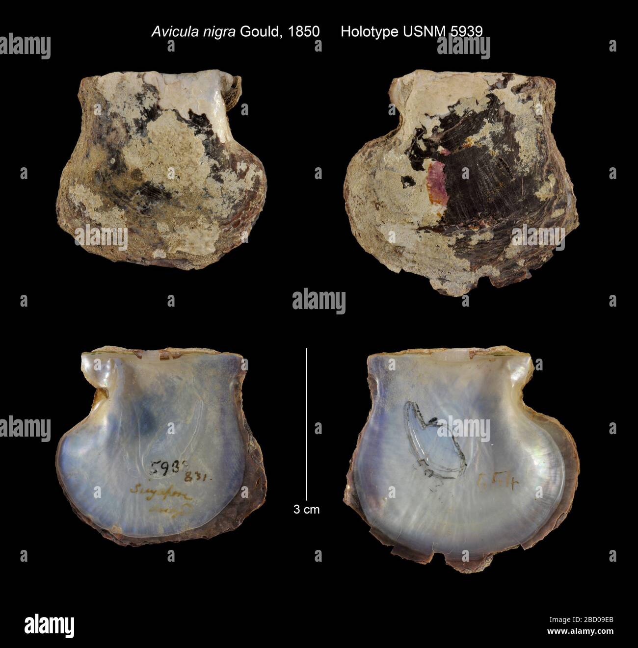 Avicula hi-res stock photography and images - Alamy