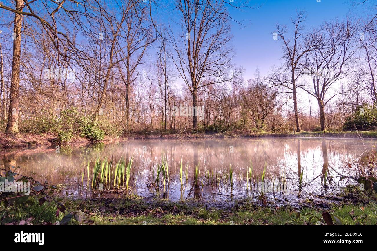 Belgian forest hi-res stock photography and images - Alamy