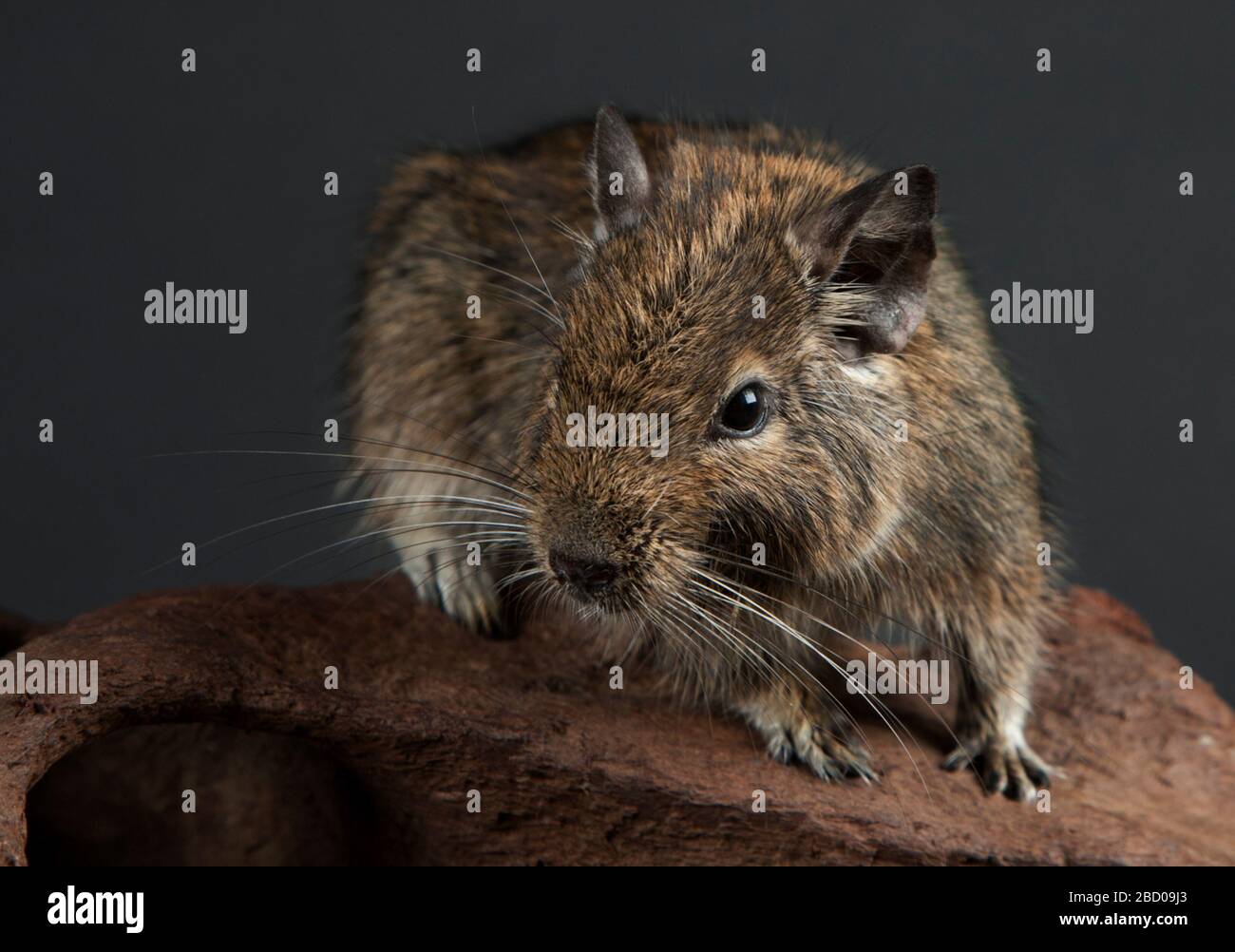 Rodentia order hi-res stock photography and images - Alamy