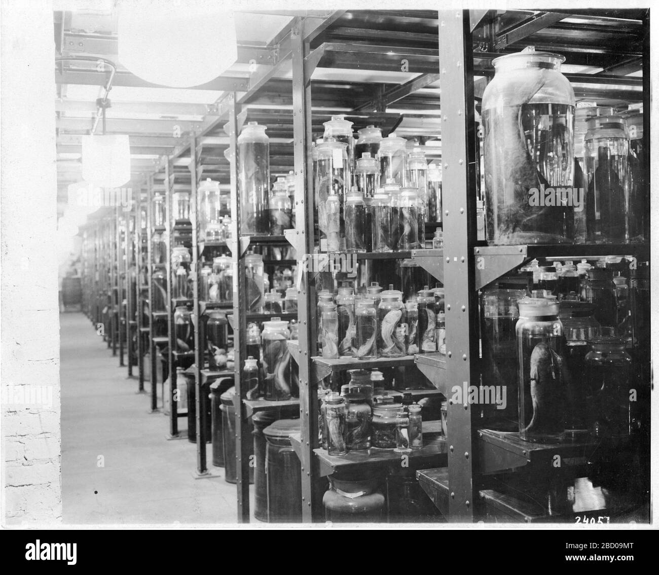 Specimen jars museum of hi-res stock photography and images - Alamy