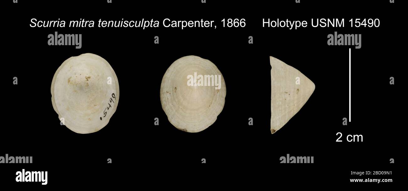 Scurria hi-res stock photography and images - Alamy