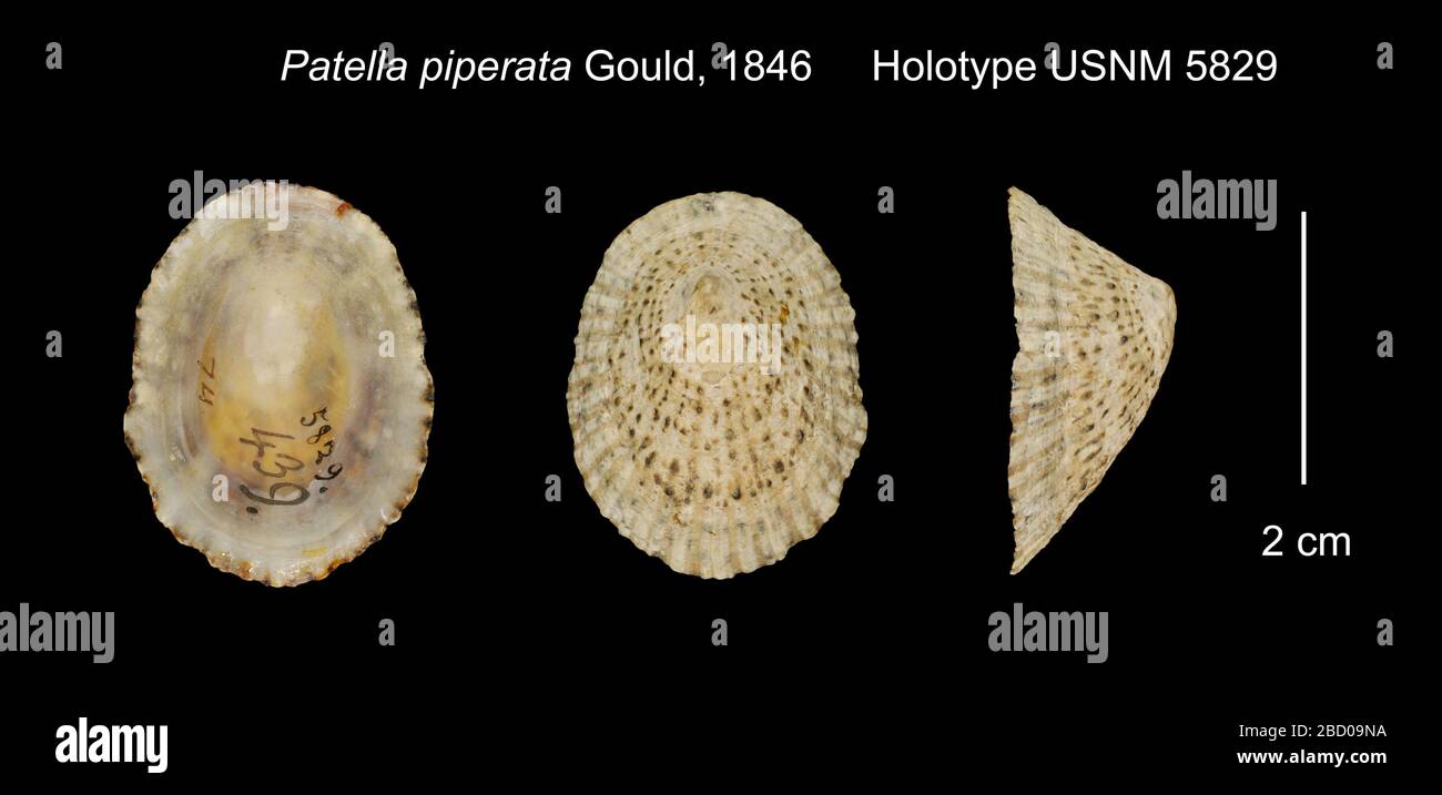 Patella piperata. 20 Jan 20161 Stock Photo - Alamy