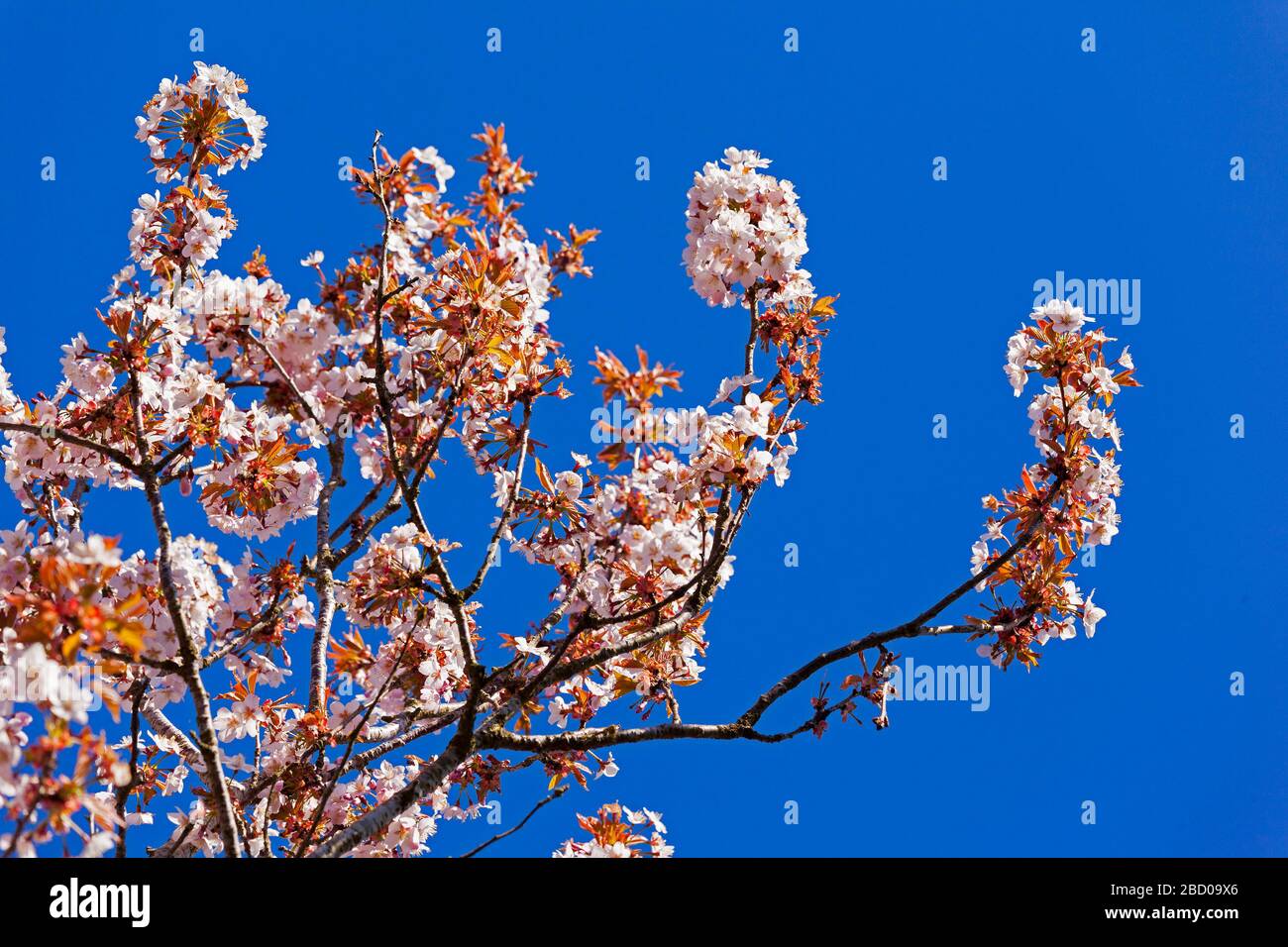 Cherry pink blossom, Prunus sp., blue sky, bright sun Stock Photo - Alamy