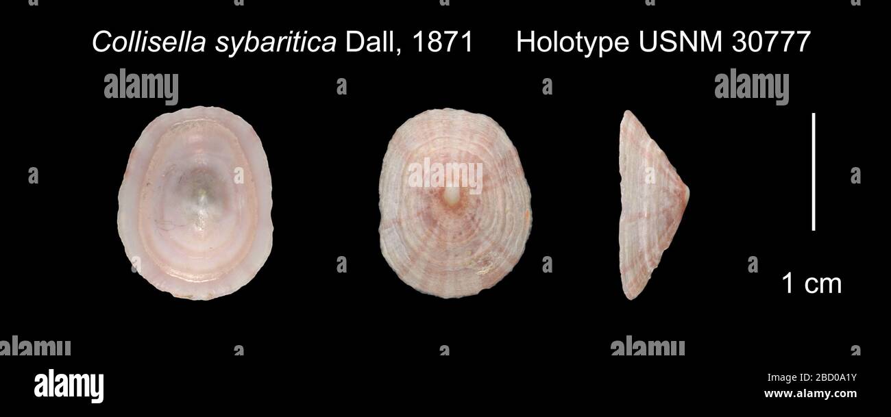 Collisella hi-res stock photography and images - Alamy