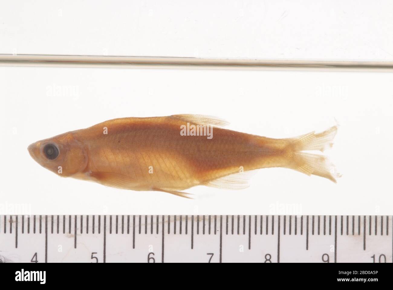 Mississippi river basin hi-res stock photography and images - Alamy