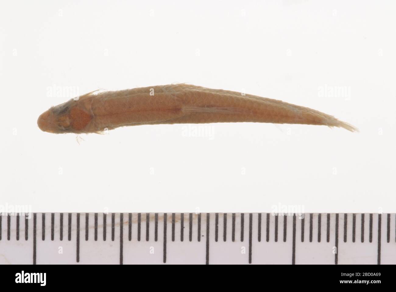 Notropis hi-res stock photography and images - Alamy