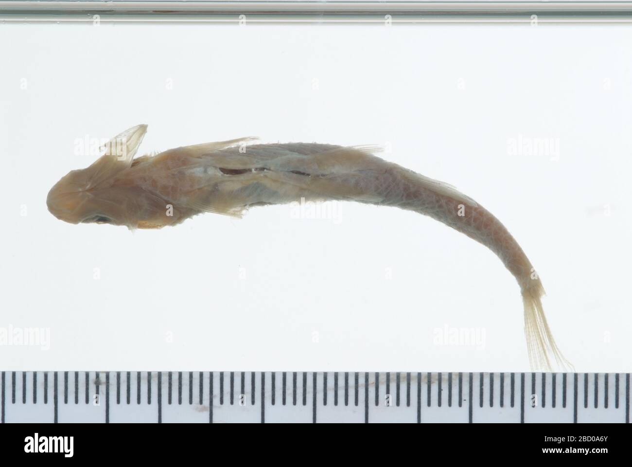 Notropis germanus. Equals heterodon type status confirmed by c. r ...